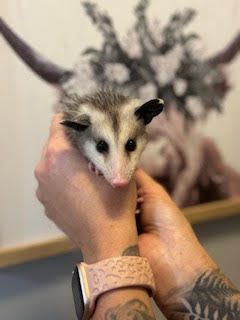 opossum pet texas